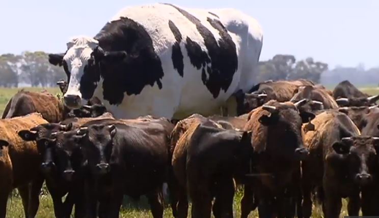 Meet Knickers, the 1,400kg steer from Australia